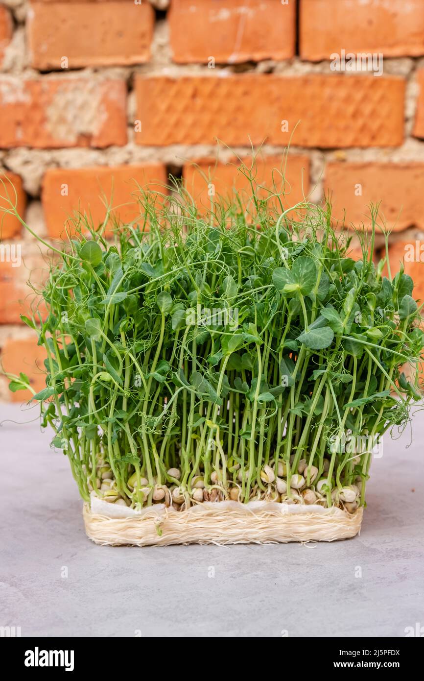 Sprouted peas. Germinated microgreens pea. Sprouting microgreens Stock ...