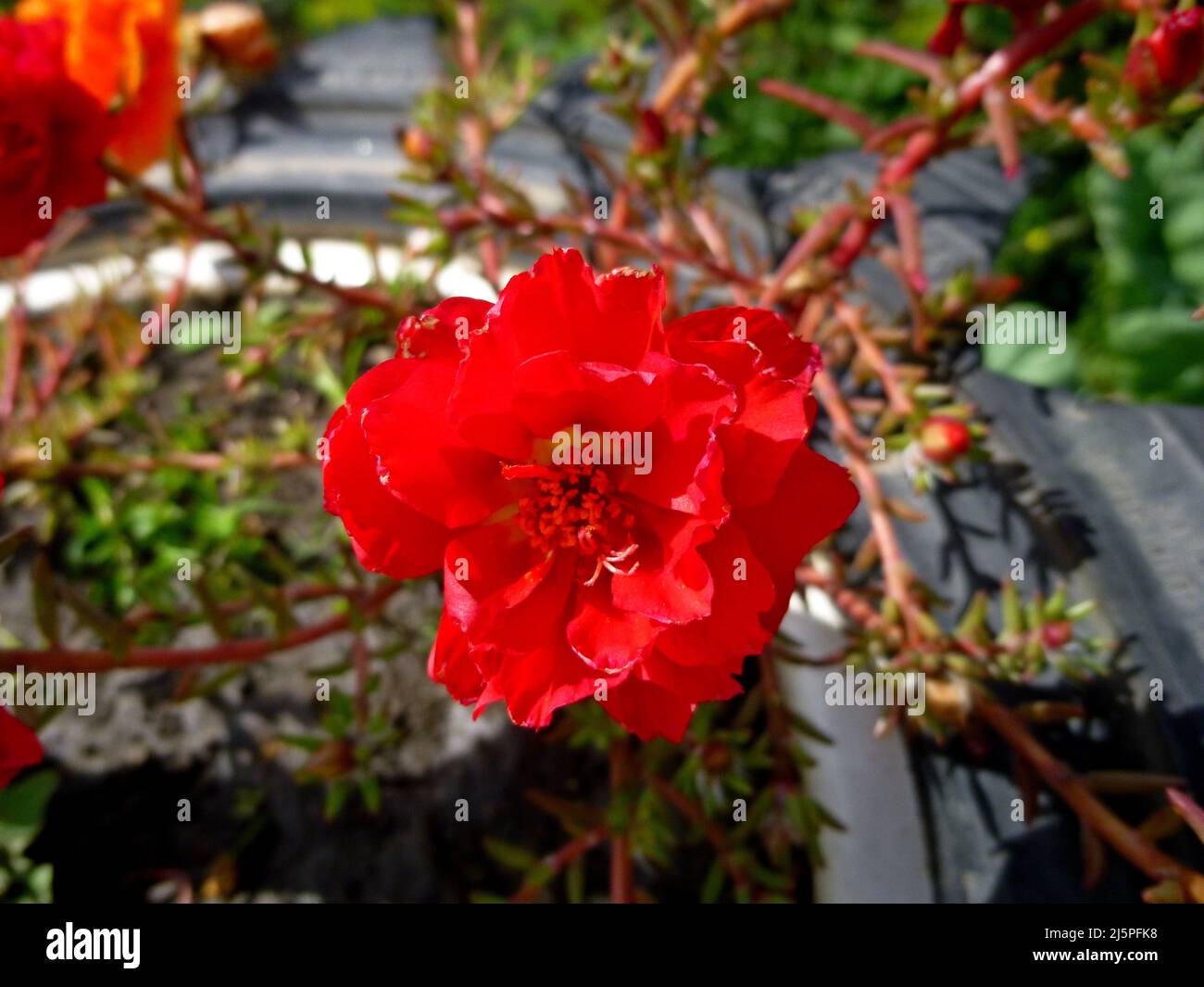Pursley hi-res stock photography and images - Alamy