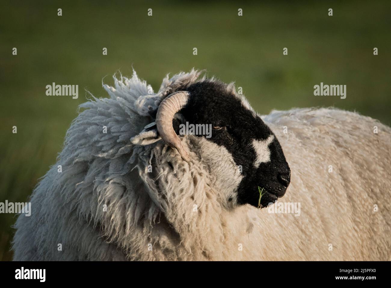 Black faced sheep Stock Photo - Alamy