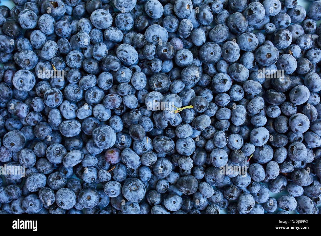 Flat lay of fresh organic juicy blueberriesl on blue background Stock ...