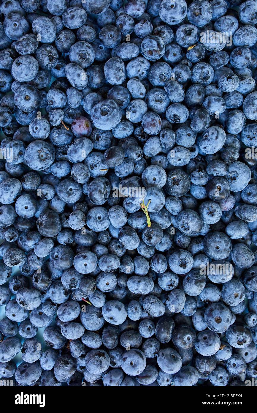 Flat lay of fresh organic juicy blueberriesl on blue background Stock ...