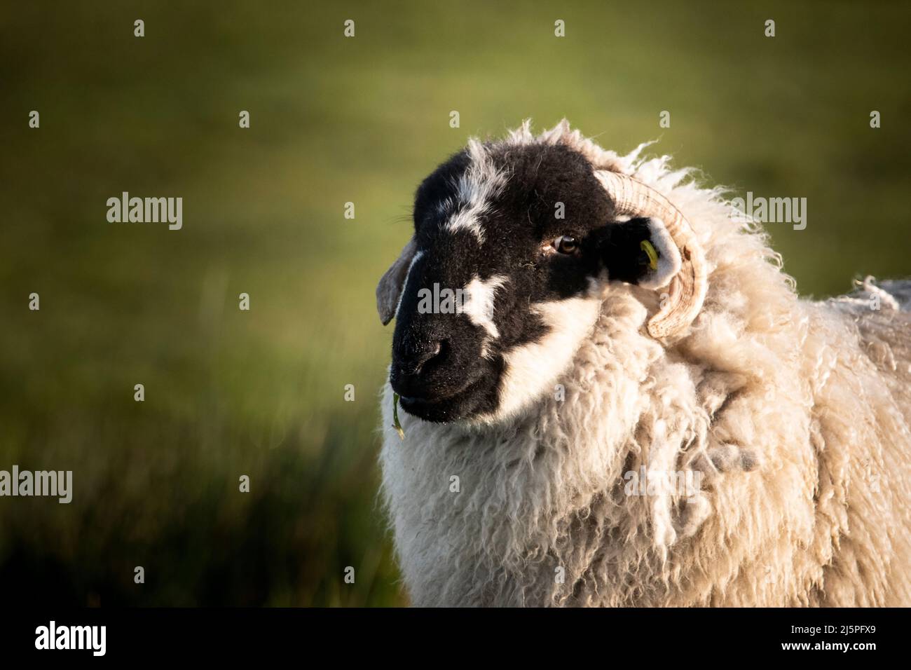 Sheep with wooly legs hi-res stock photography and images - Alamy