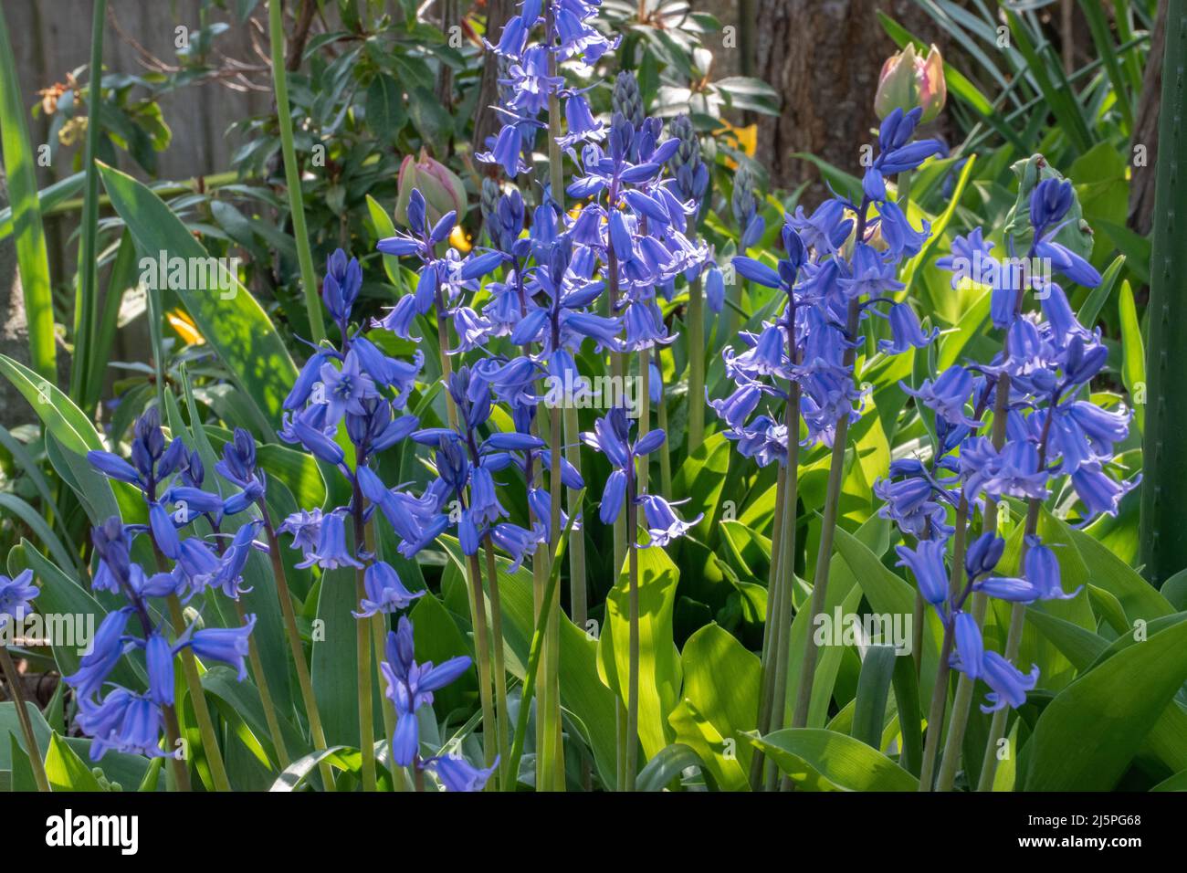 Spanish bluebells ( Hyacinthoides hispanica Stock Photo - Alamy