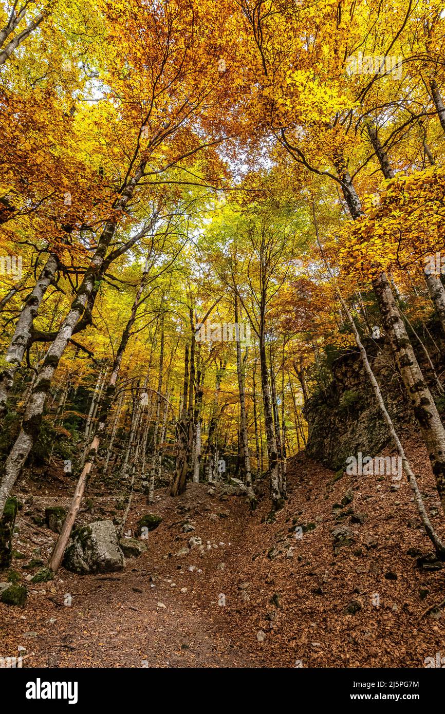 Colorful beech fall forest in Ordesa and Monte Perdido National park ...