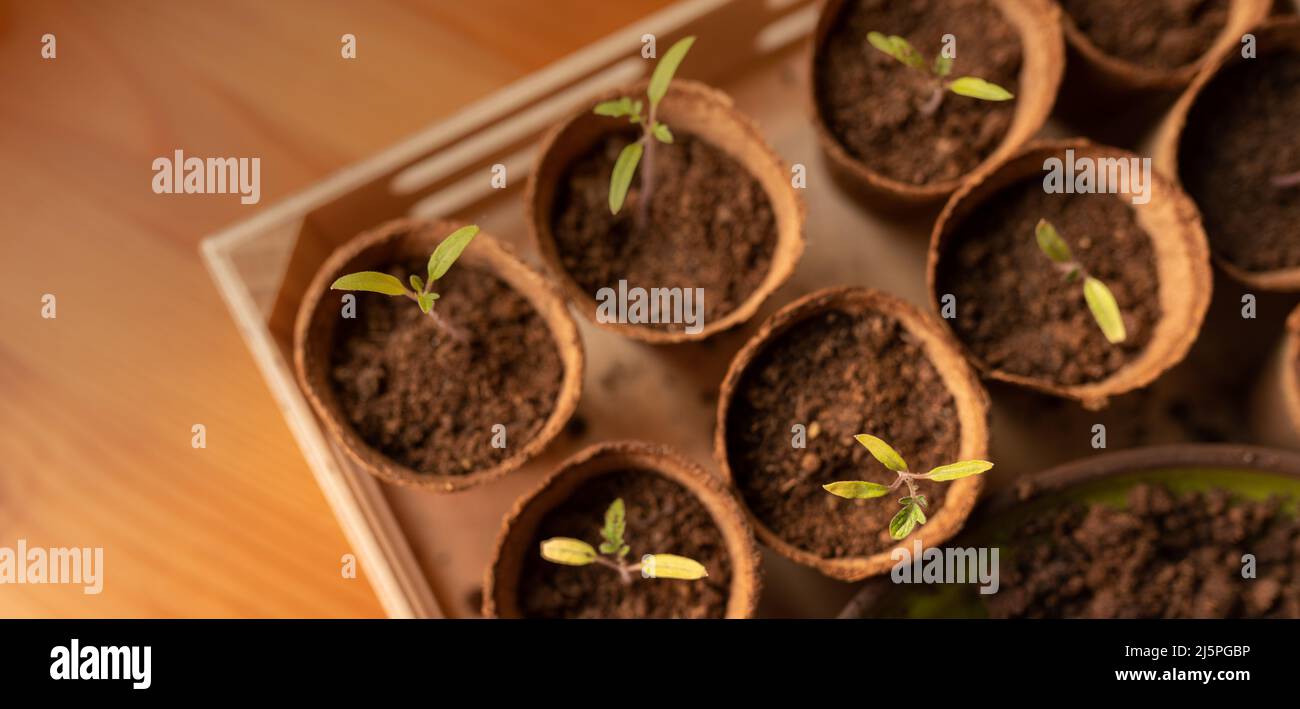 Young fresh seedlings growing in biodegradable pot, home gardening ...