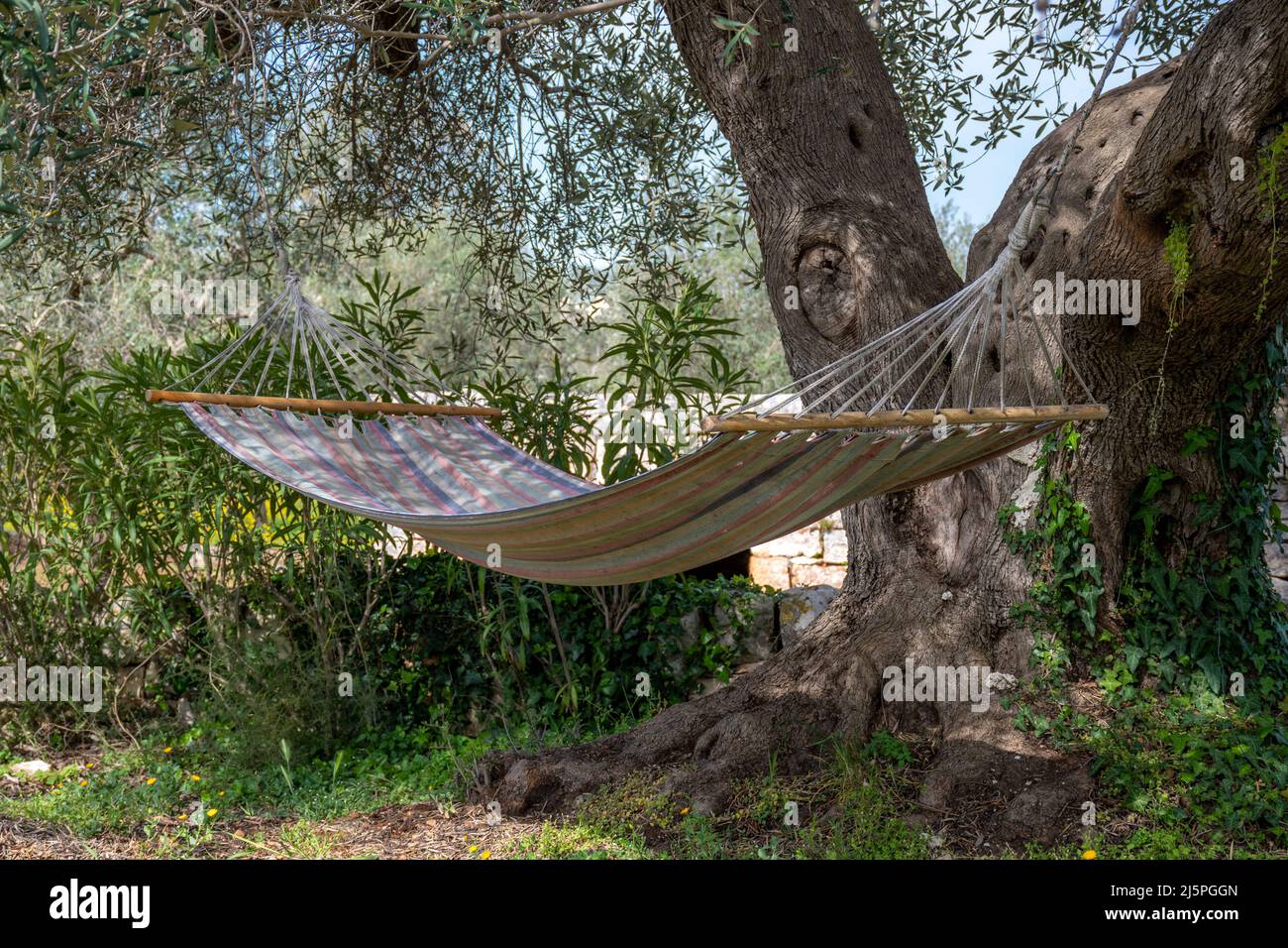 Hammock hanging from a big old olive tree in Puglia, Italy, holiday ...