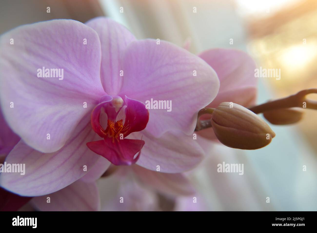 Orchid eriaxis rigida hi-res stock photography and images - Alamy