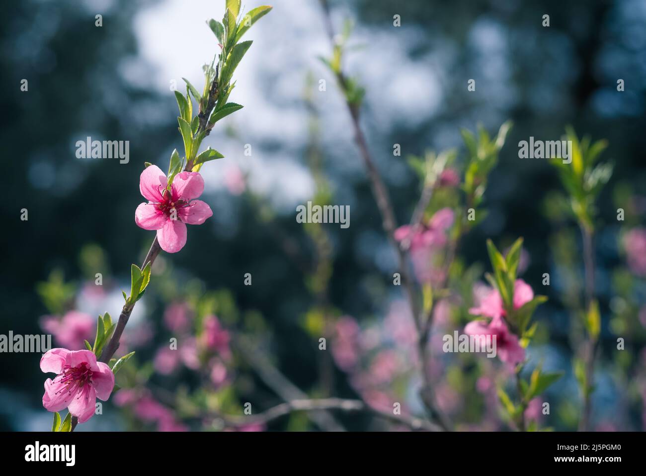 Seasonal background for hi-res stock photography and images - Alamy
