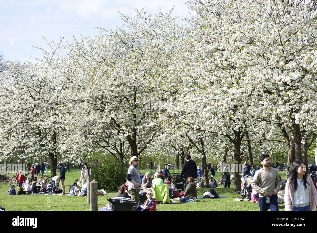 HIROSHIMA Das Kirschblütenfest Im Hannover .Hiroshima-Gedenkhain. Auf ...