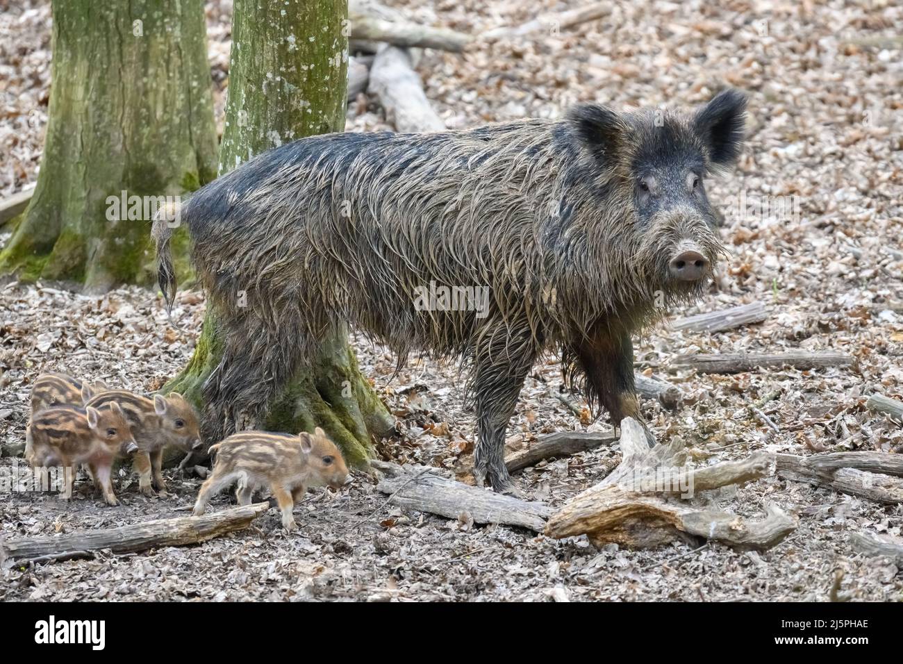 Cute swine sus scrofa family in forest. Wild boar mother and baby on ...