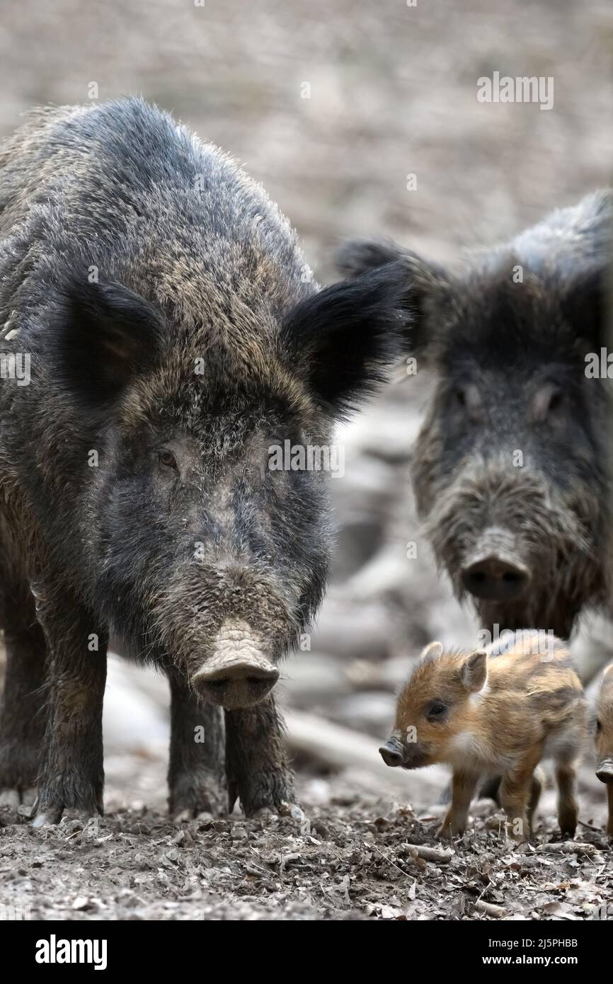 Cute swine sus scrofa family in forest. Wild boar mother and baby on ...