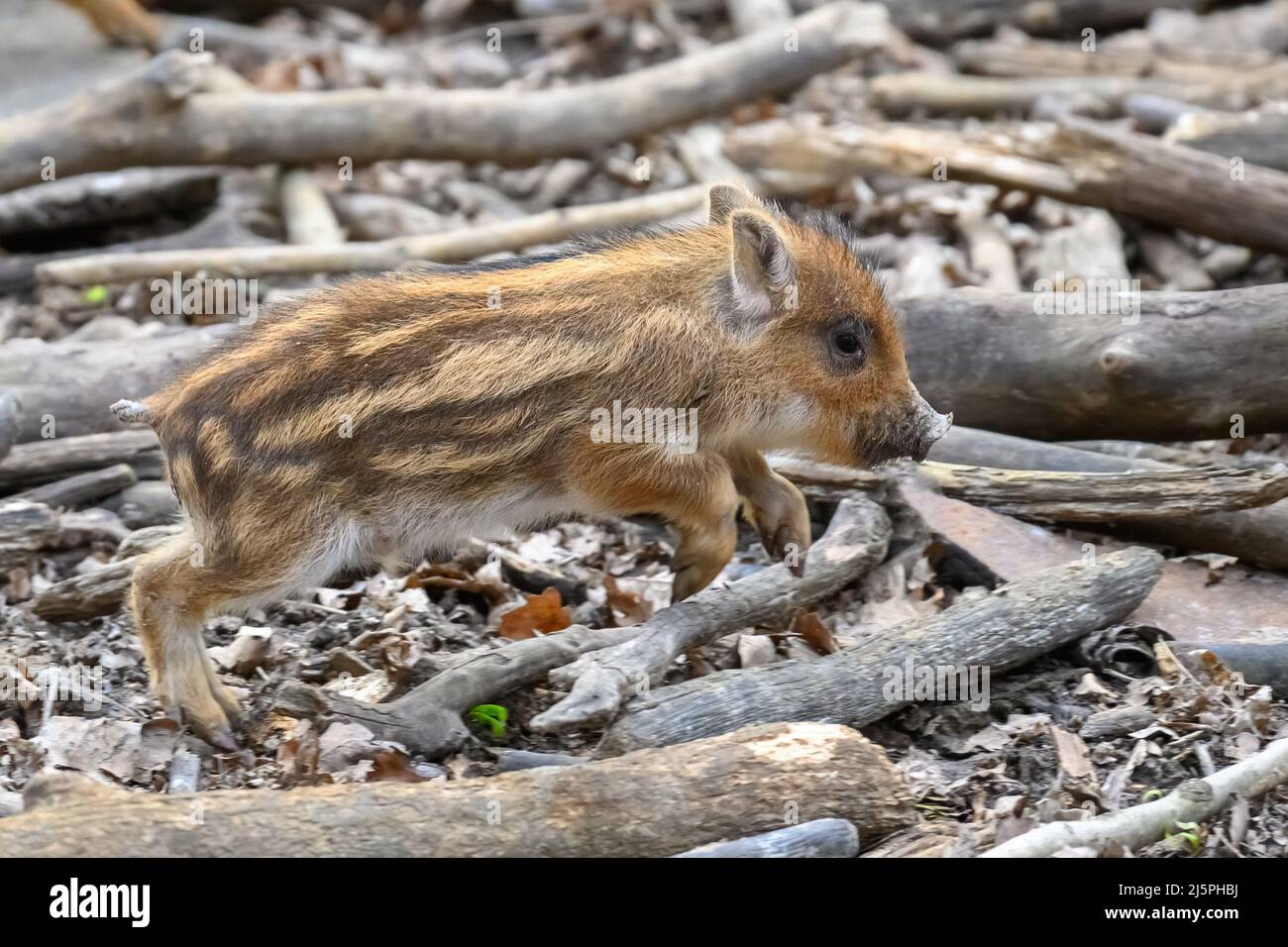 Baby wild boar, Sus scrofa, running red autumn forest in background ...