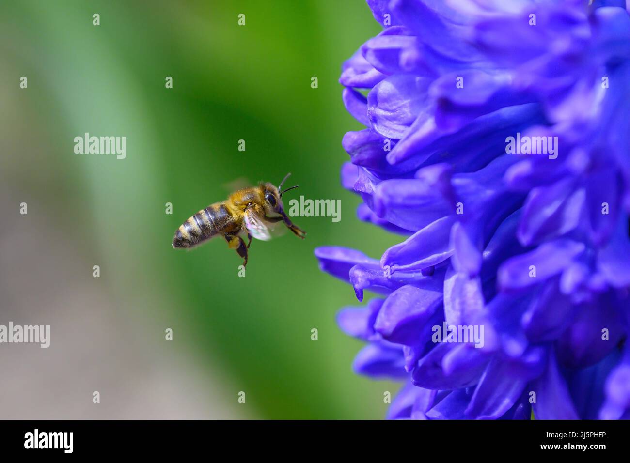 Honey bee flying flower field hi-res stock photography and images - Alamy