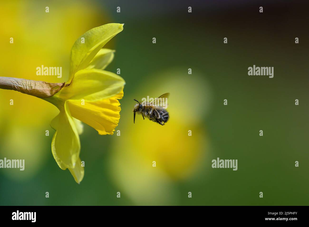 Close up Flying Bumblebee landing to yellow flower. Wildlife scene from ...