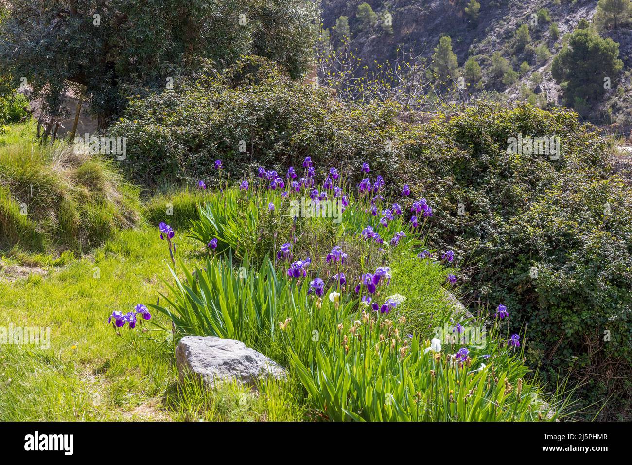 Iris germanica, Purple Iris Flowers Stock Photo - Alamy