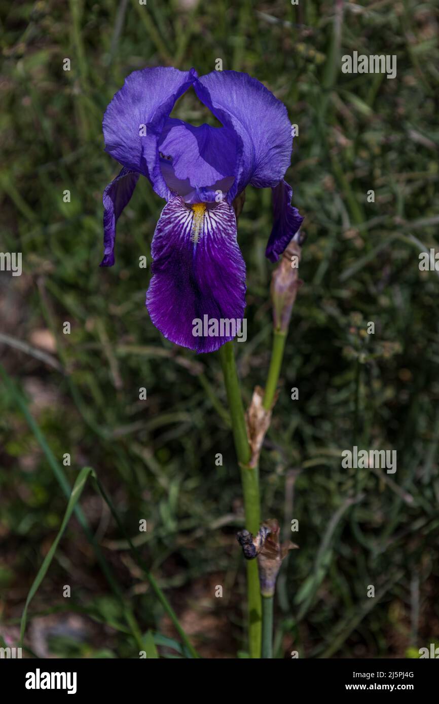 Single iris hi-res stock photography and images - Alamy