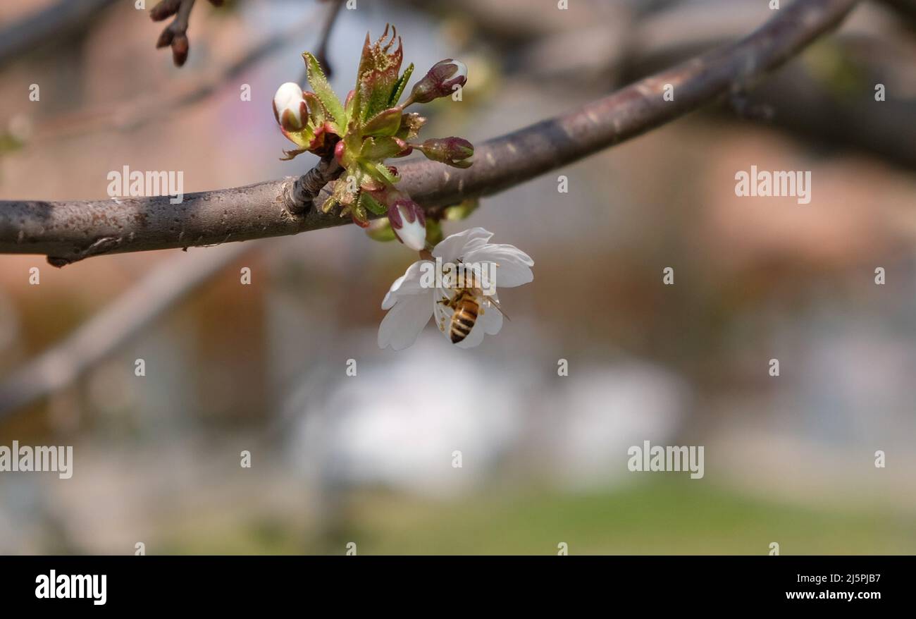 bee pollinating a tree flower Stock Photo - Alamy