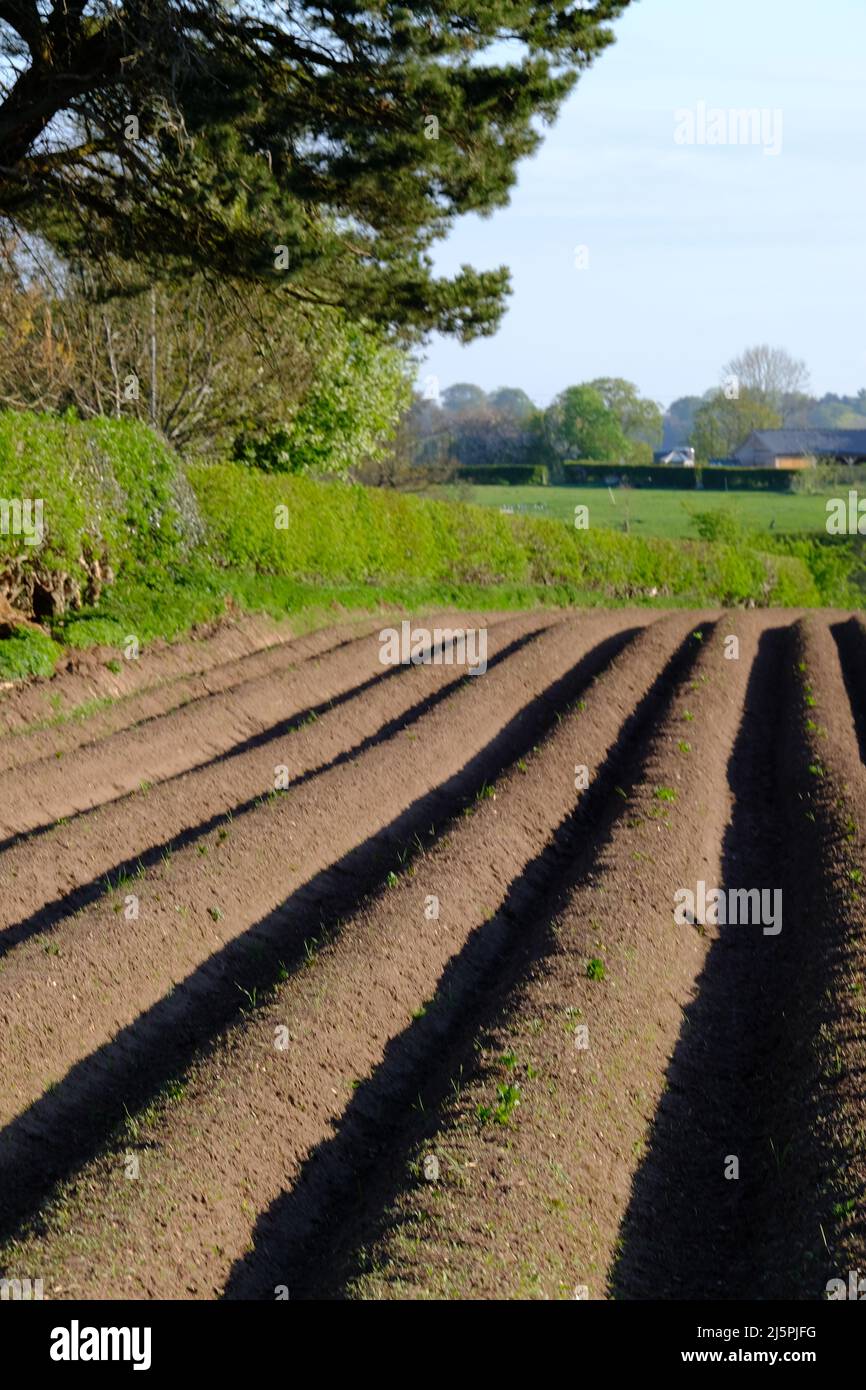 Plough for potato crop, deep furrows in Cheshire village, two black ...