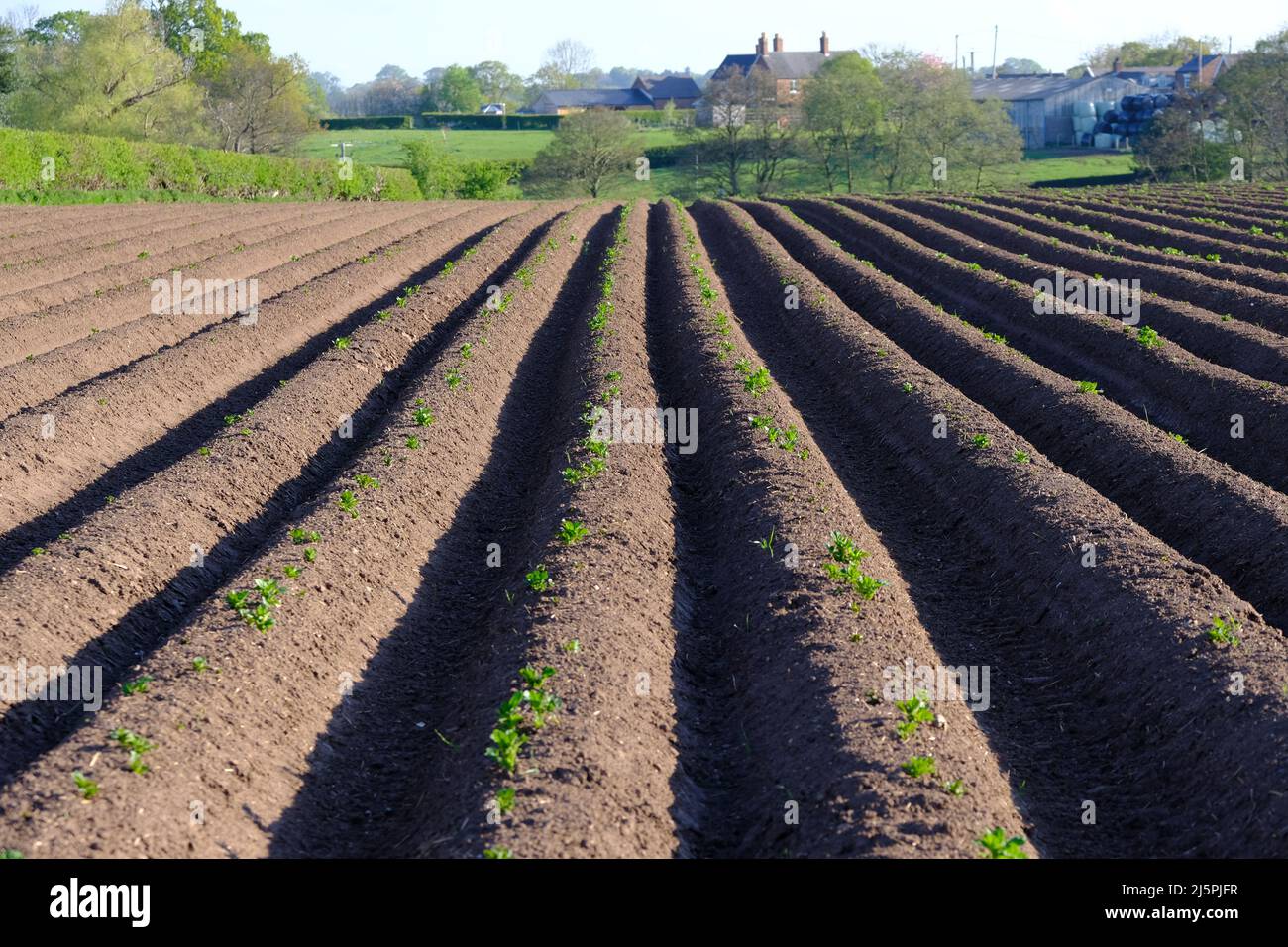 Plough for potato crop, deep furrows in Cheshire village, two black ...