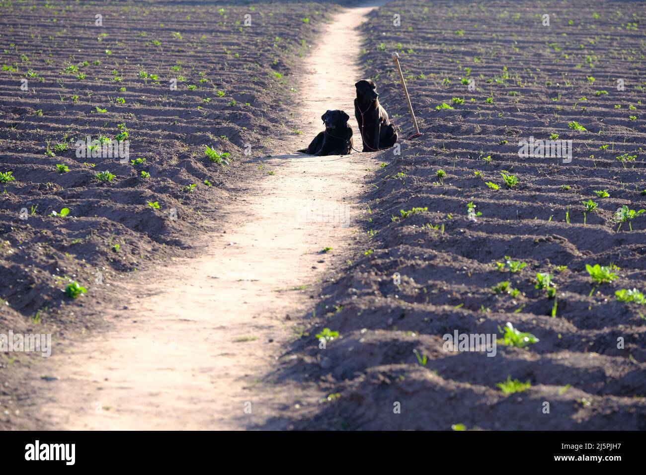 Plough for potato crop, deep furrows in Cheshire village, two black ...