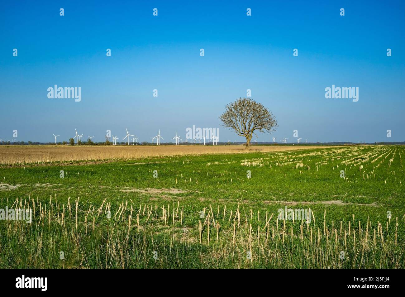Rural landscape. One field with sprouted plants, and the other plowed ...