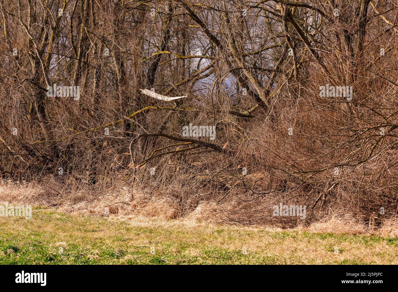 Storm damage and wind damage to trees are commonplace in a protected ...