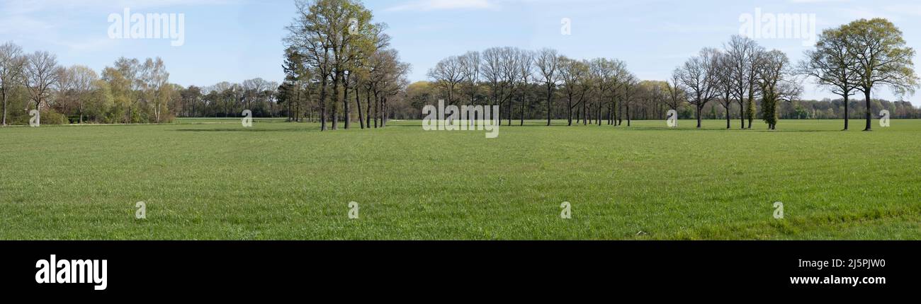 Typical Dutch flat landscape with green meadow, a row of trees on the ...