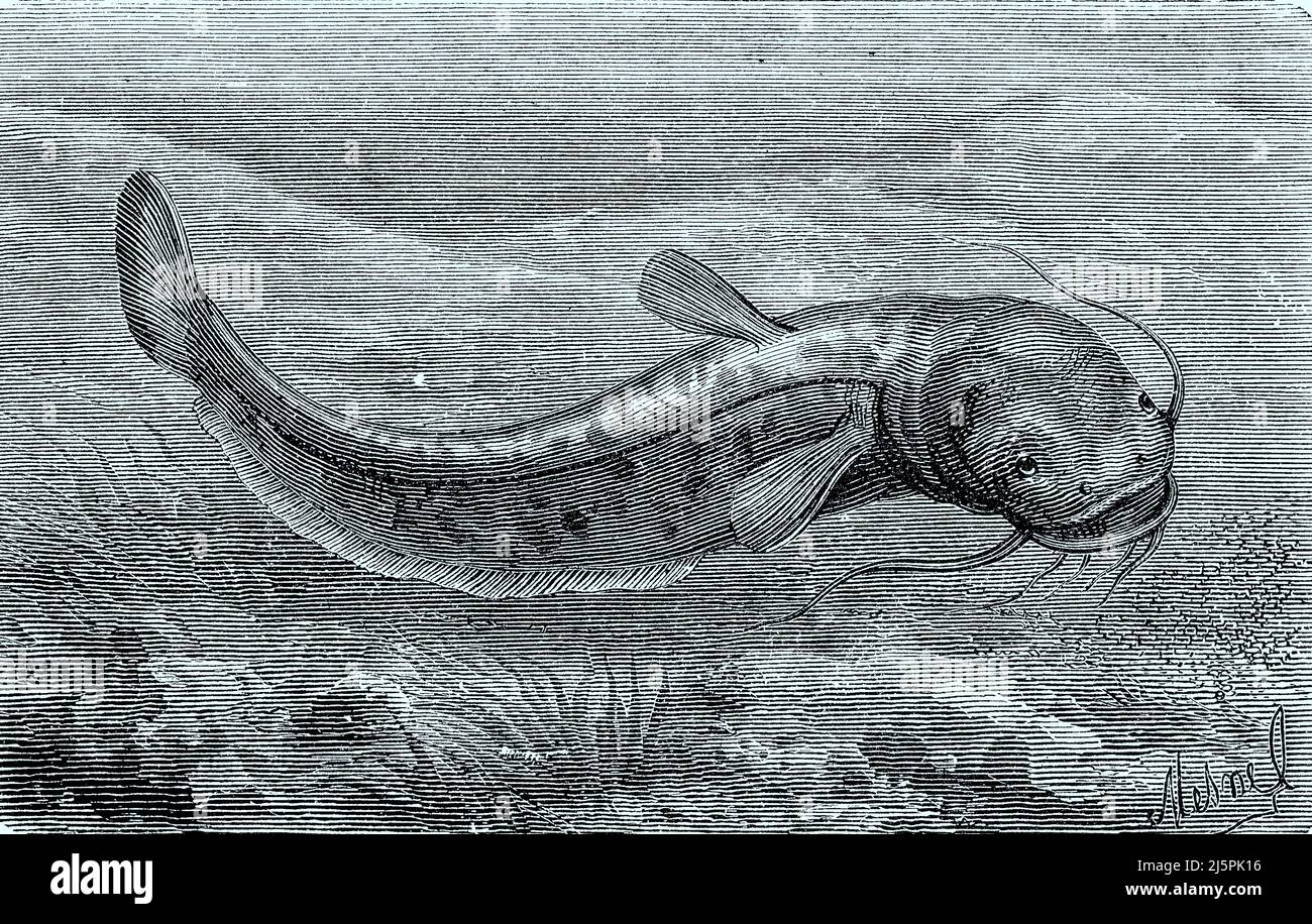 Europäischer Wels oder Flusswels, Silurus glanis, Historisch ...