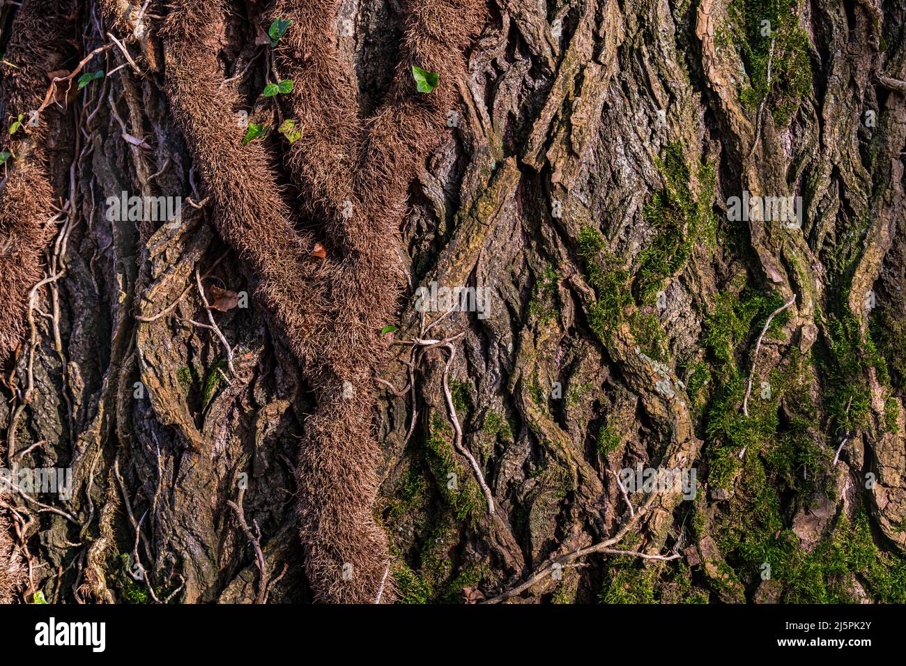 Knots and notches of the tree bark of an old mystical wood in the ...