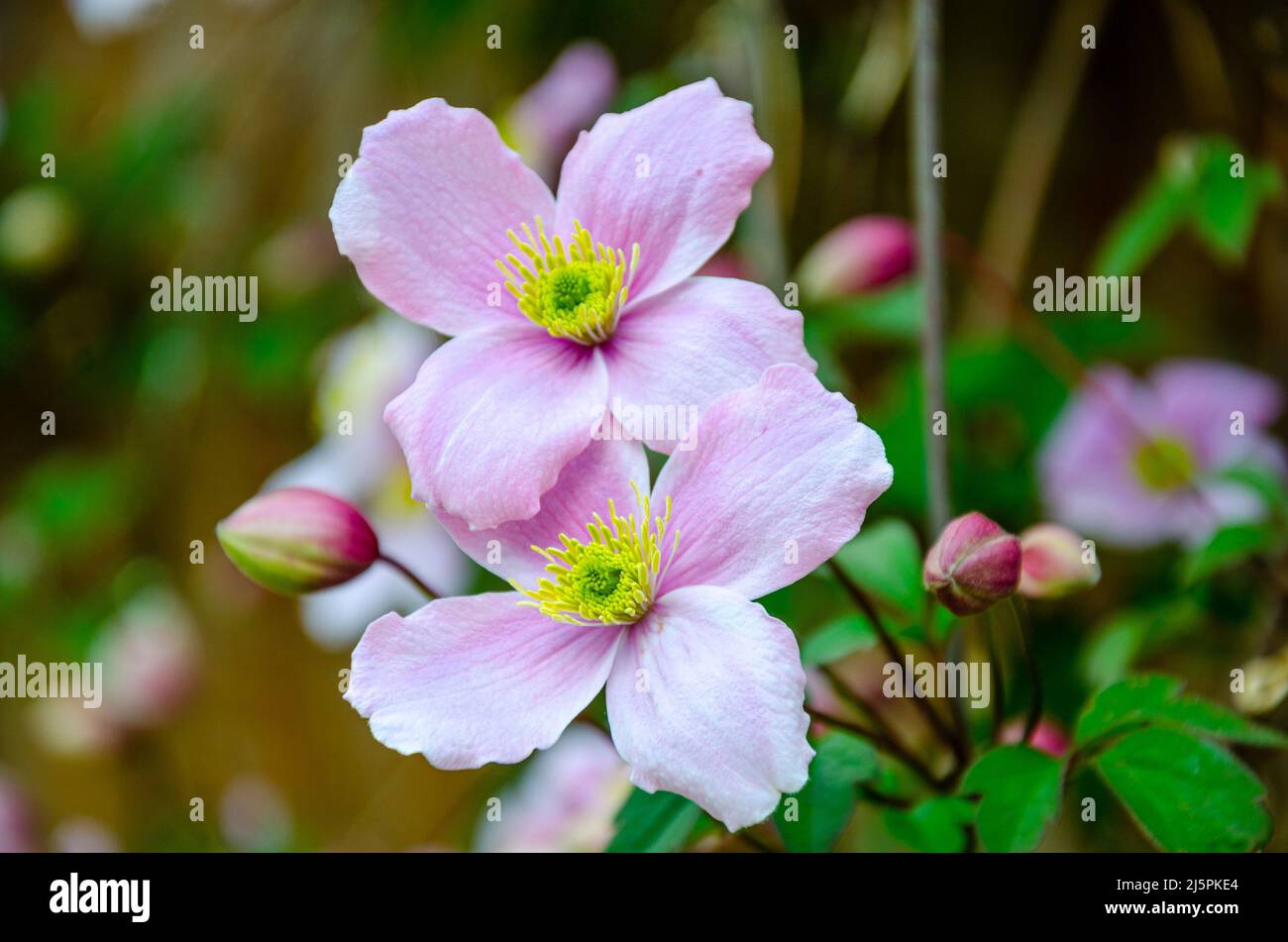 Close up view of a Clematis Montana in flower with many delicate pink ...