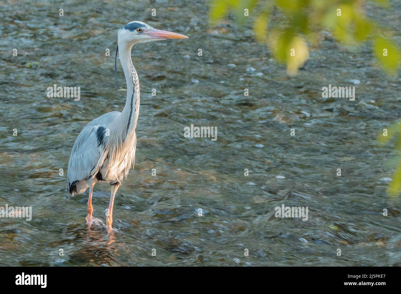 Heron animal hi-res stock photography and images - Alamy