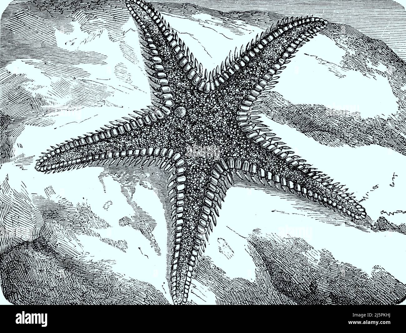 Astropecten Aurantiacus