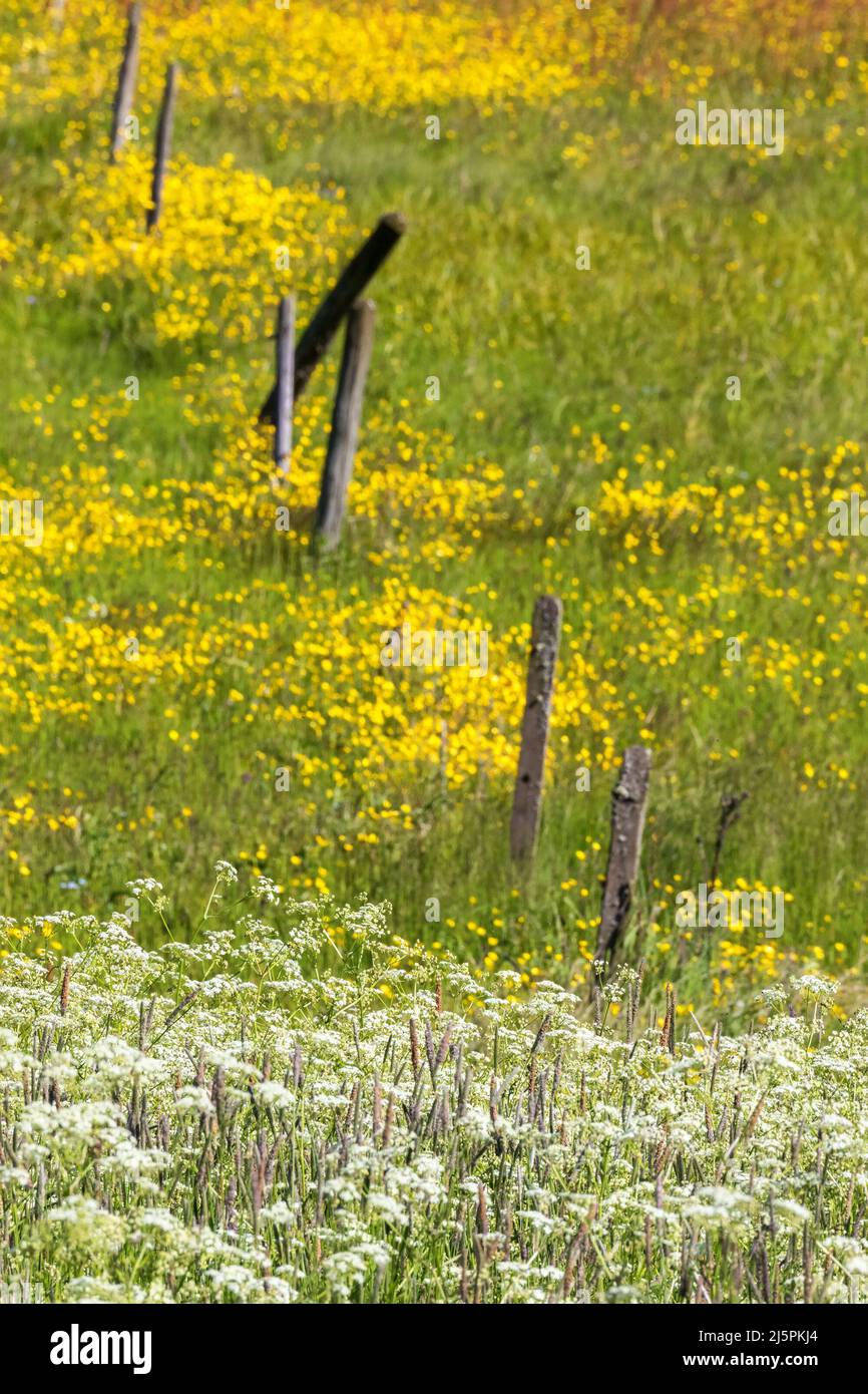 Wildflower meadow with fence hi-res stock photography and images - Alamy