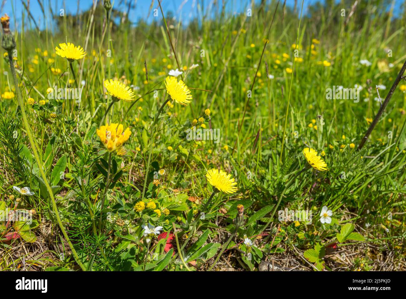 Flowering hawkbit on a summer meadow Stock Photo - Alamy