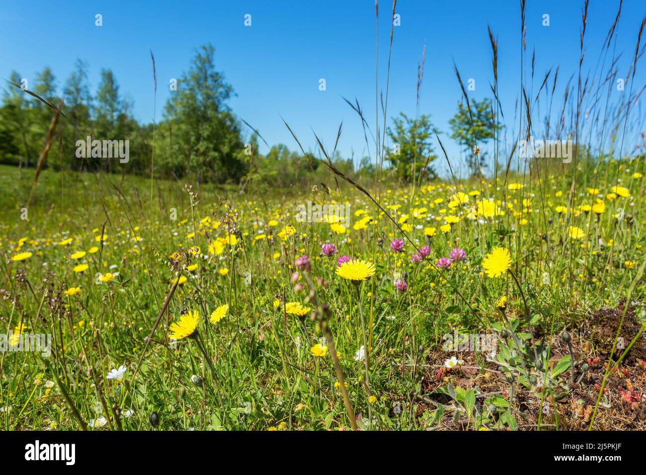 Hawkbit flowers in a meadow in the summery landscape Stock Photo - Alamy