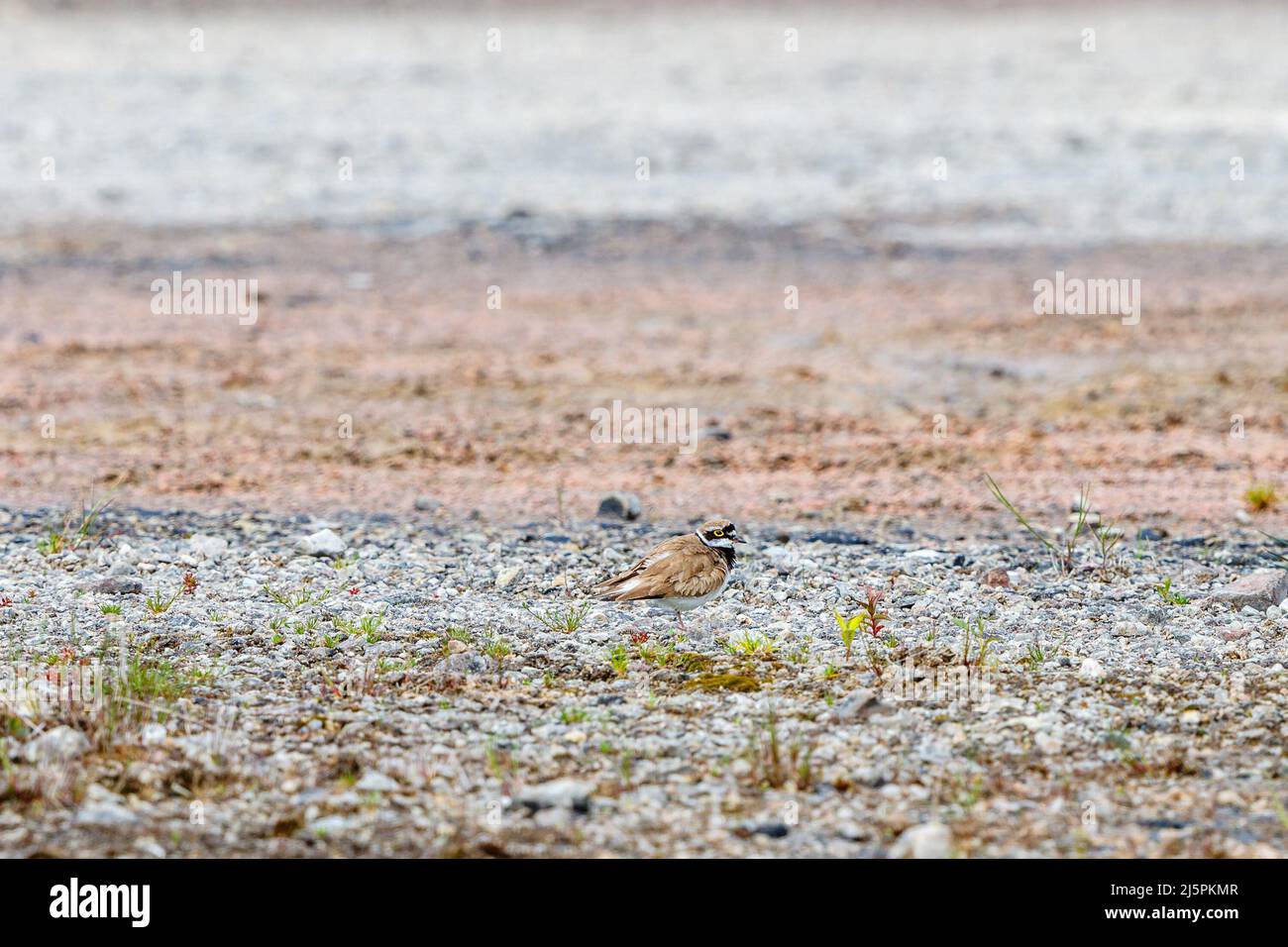 Plover bird standing on a gravel beach Stock Photo - Alamy