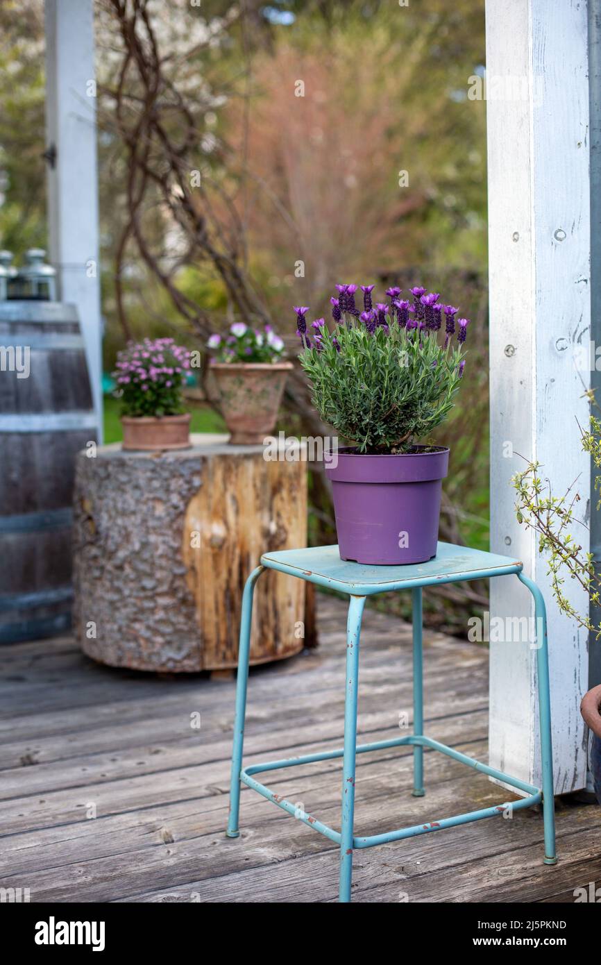 Wooden terrace flowers pots hi-res stock photography and images - Alamy