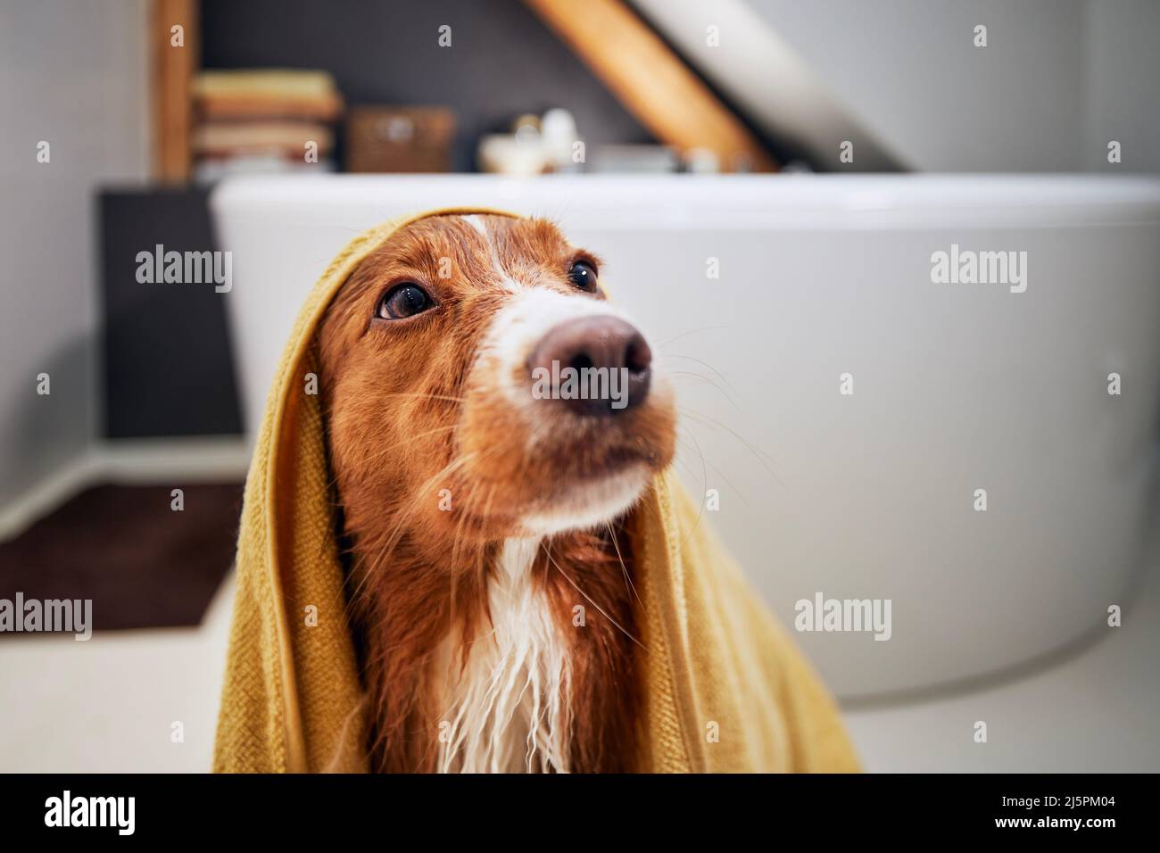 Wet dog after shower wrapped in towel in bathroom. Bathing of Nova ...