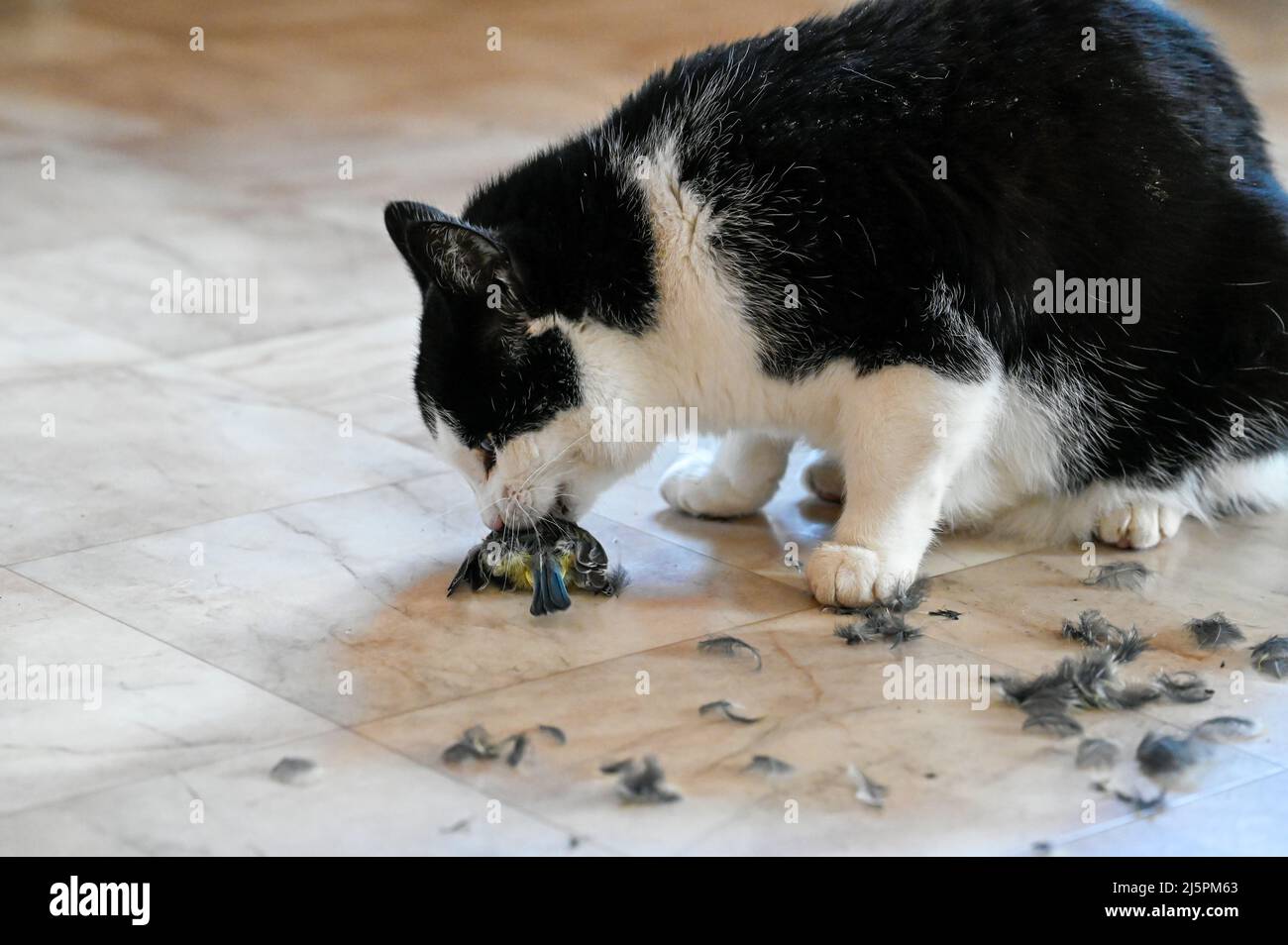 Cat eating pet bird hi-res stock photography and images - Alamy