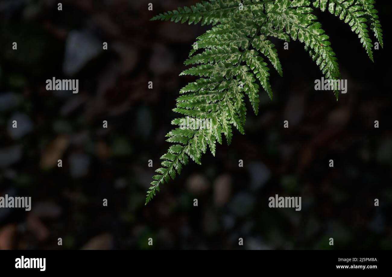 Light and shadow on the fern leaf Stock Photo - Alamy