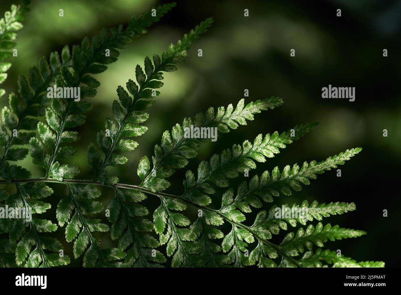 light and shadow on the fern leaf Stock Photo - Alamy