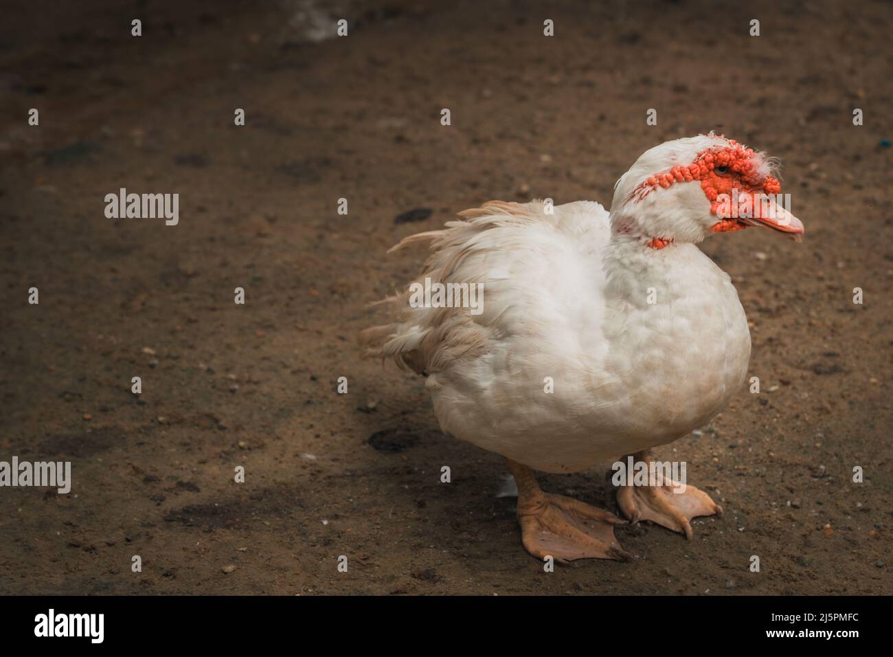 Goose beak red hi-res stock photography and images - Alamy