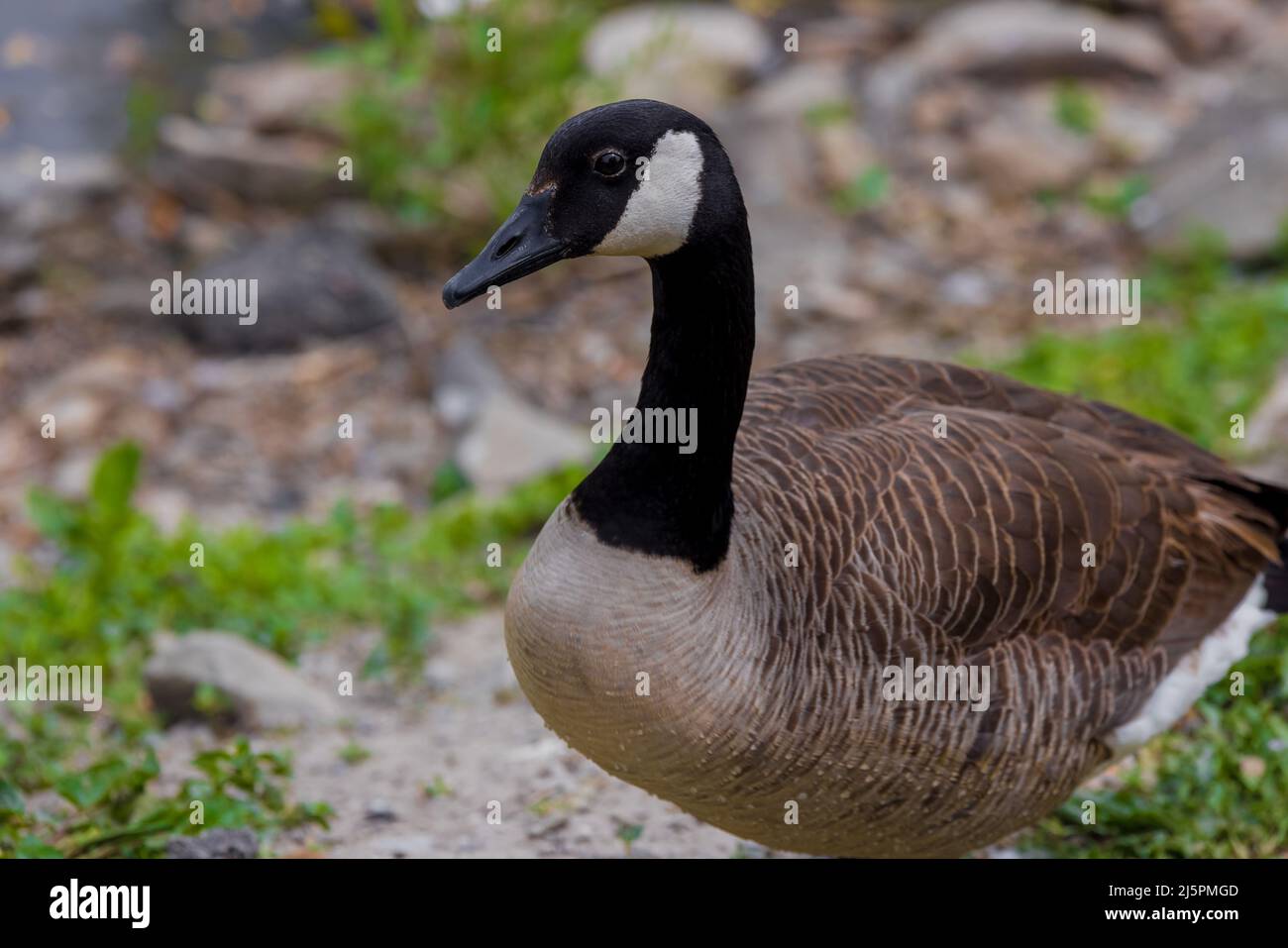 Young cute female standing hi-res stock photography and images - Alamy