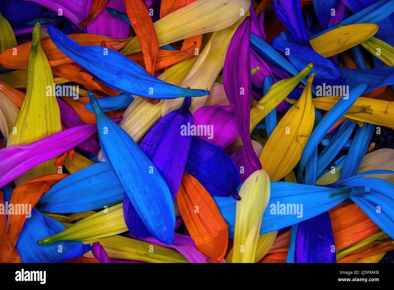 Brightly colored flower daisy pedals piled together Stock Photo - Alamy