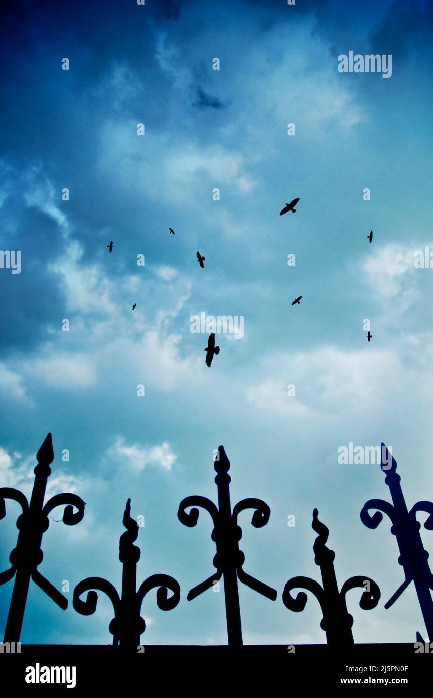 metal iron fence and birds flying in the sky Stock Photo - Alamy