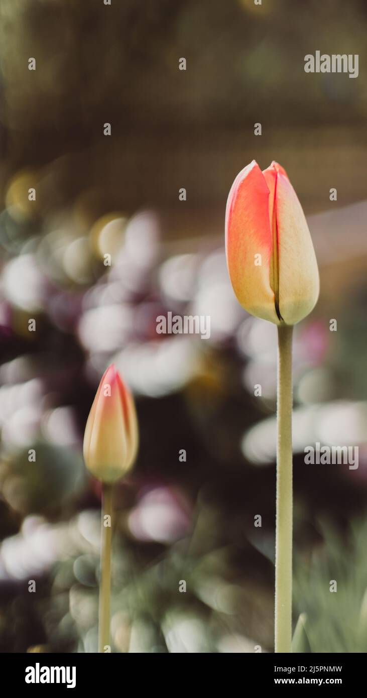 Tulpin wallpaper hi-res stock photography and images - Alamy