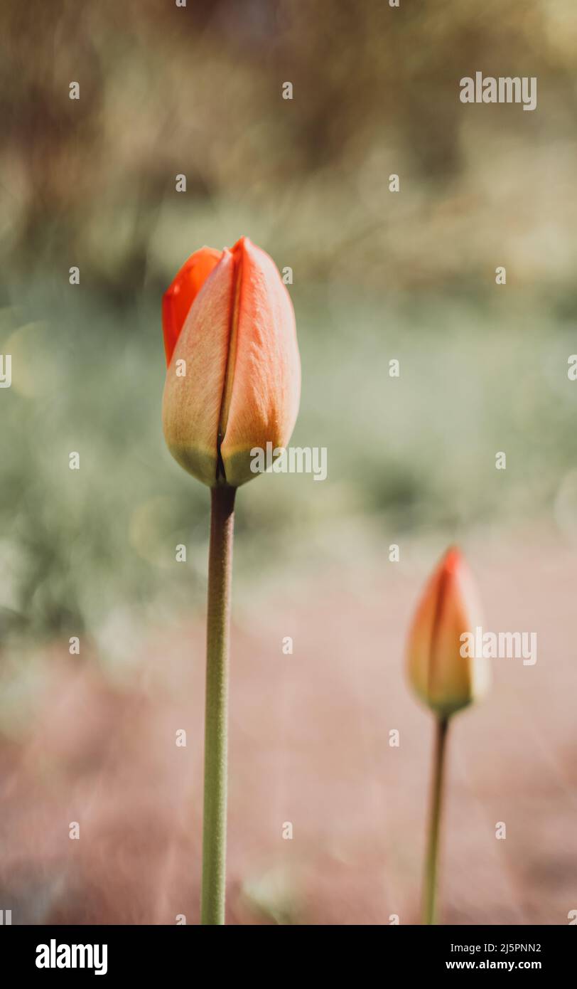 Big tulpin hi-res stock photography and images - Alamy