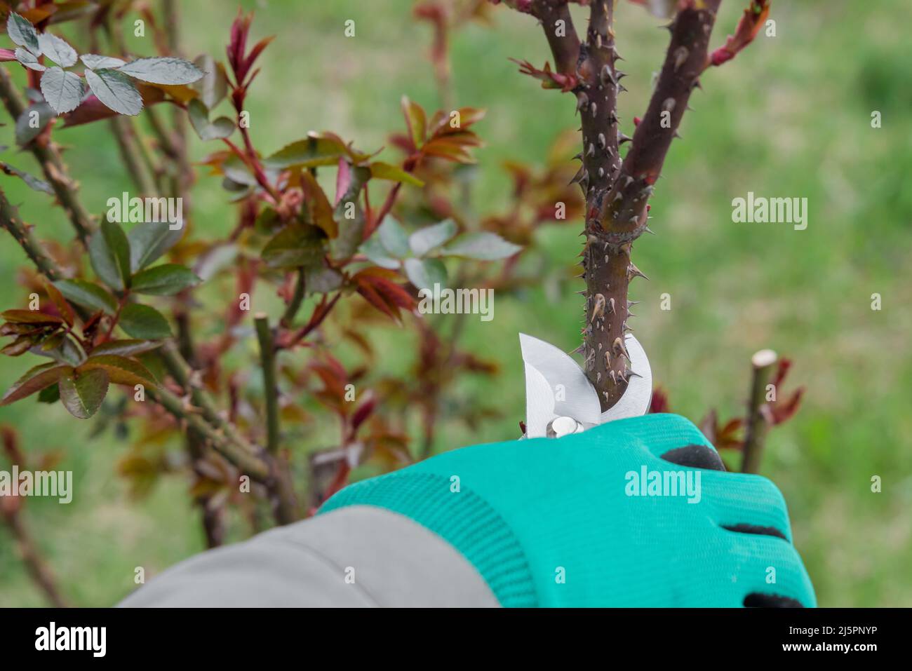 Gardener cutting rose branches in garden at spring Stock Photo - Alamy