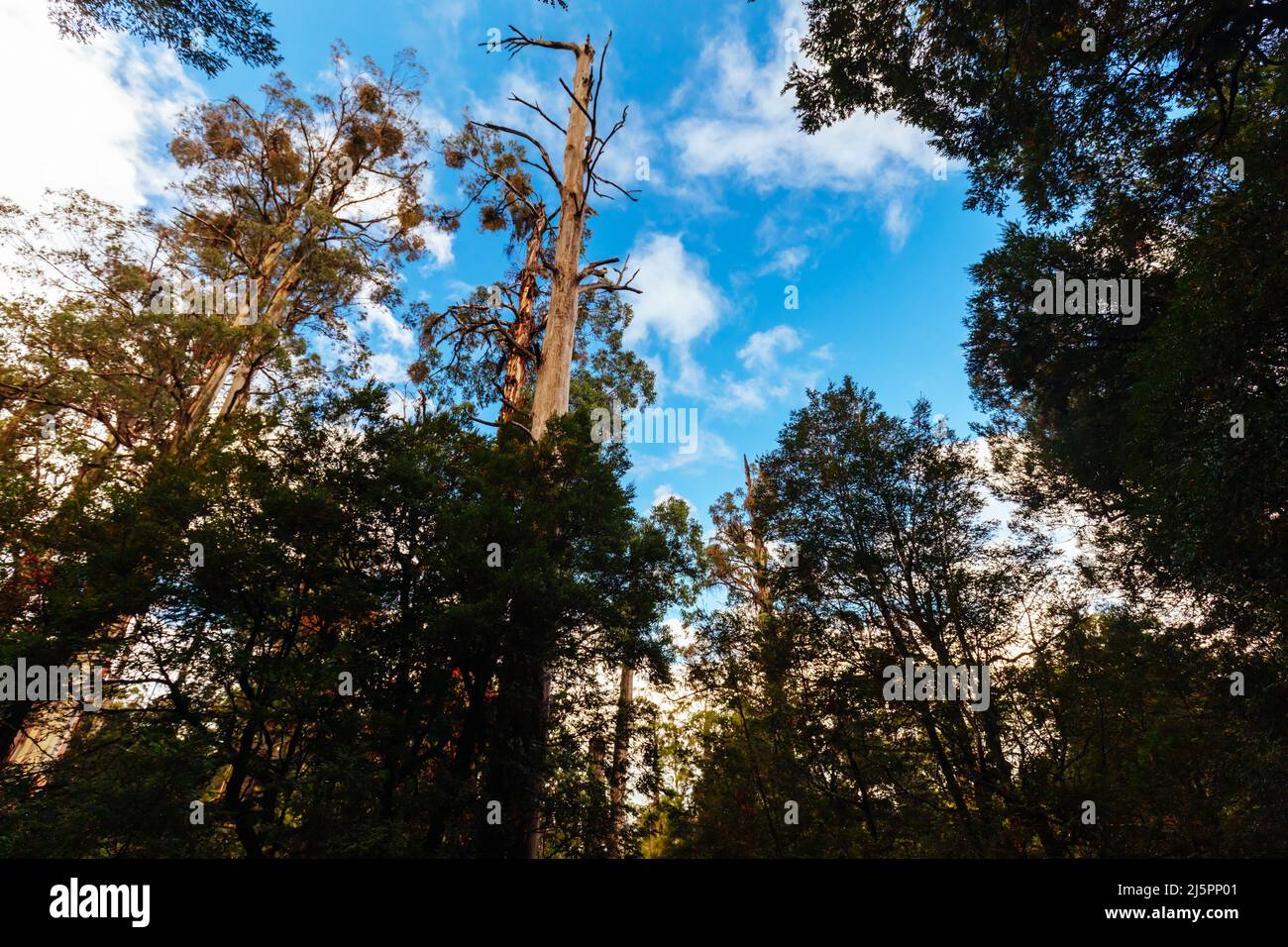 Rainforest Gallery Warburton in Victoria Australia Stock Photo - Alamy
