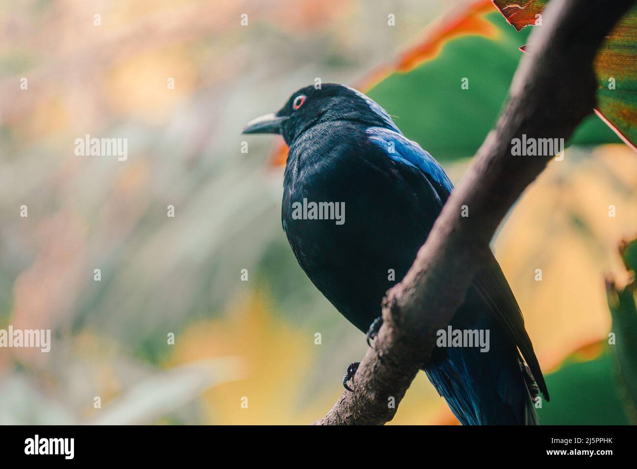 Asian fairy blue bird hi-res stock photography and images - Alamy